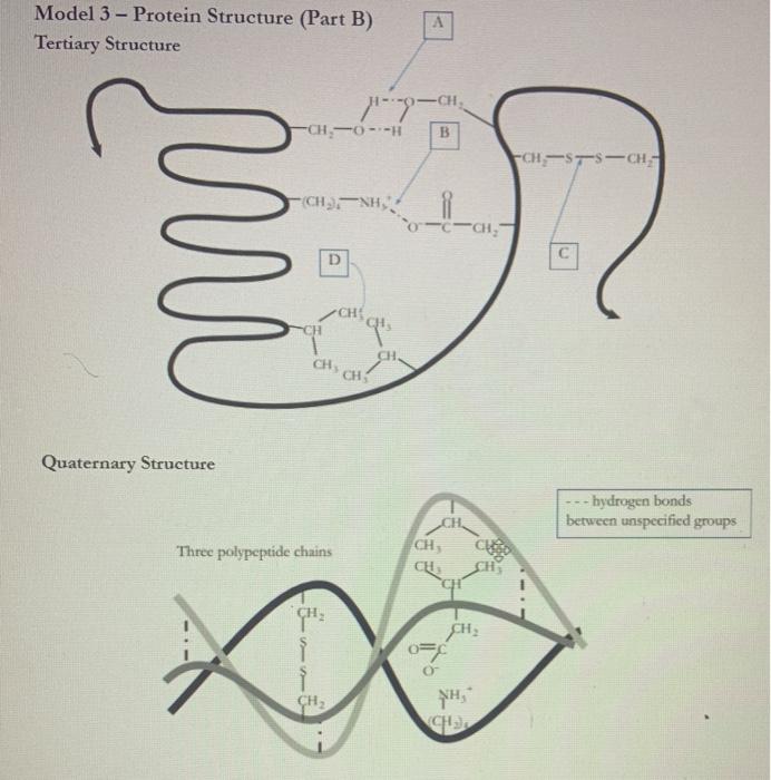Solved Model 3 - Protein Structure (Part B) Tertiary | Chegg.com