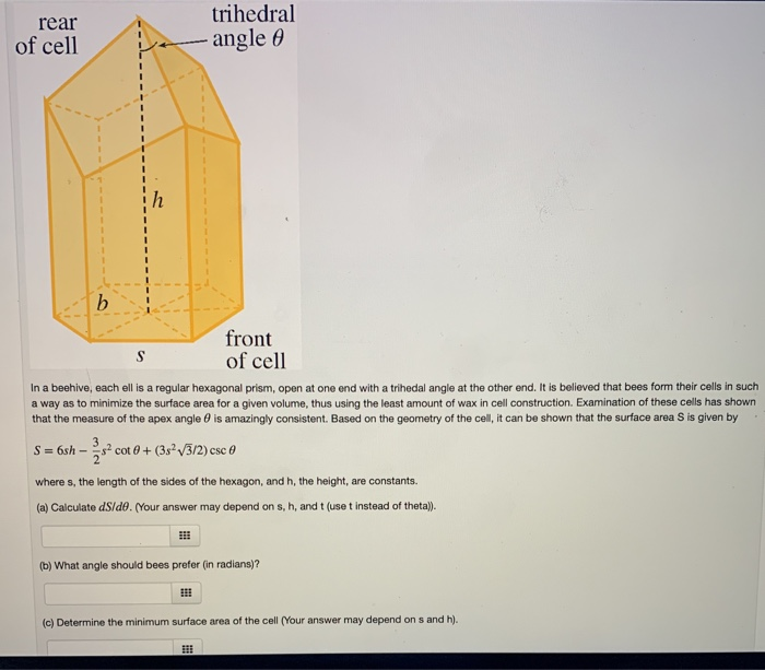 Solved rear of cell trihedral -angle 8 front of cell In a | Chegg.com