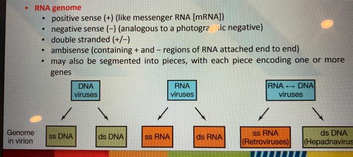 Solved RNA genome : -positive sense (+) like mRNA - (-) | Chegg.com