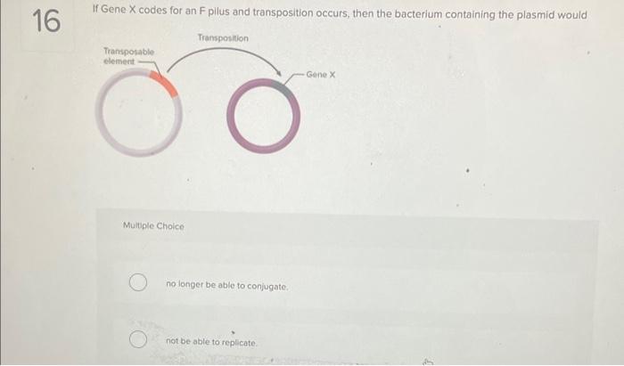 Solved If Gene X codes for an F pilus and transposition | Chegg.com