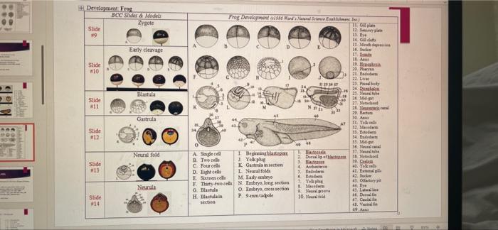 Solved FROG: DRAW & LABEL DRAW & LABEL the following stages | Chegg.com
