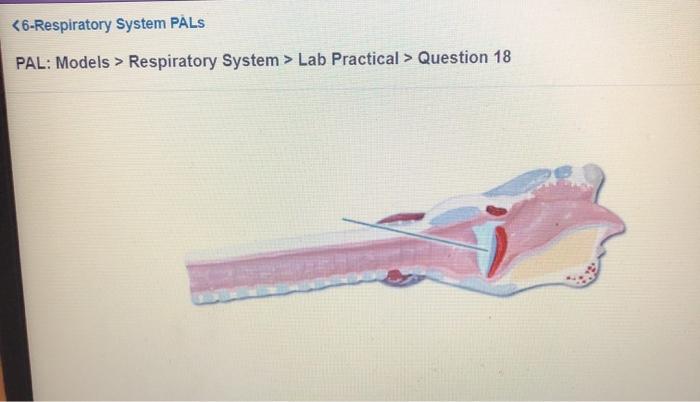 Solved Respiratory | Chegg.com
