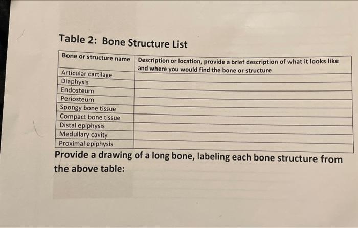 Solved Table 2: Bone Structure List Provide a drawing of a | Chegg.com