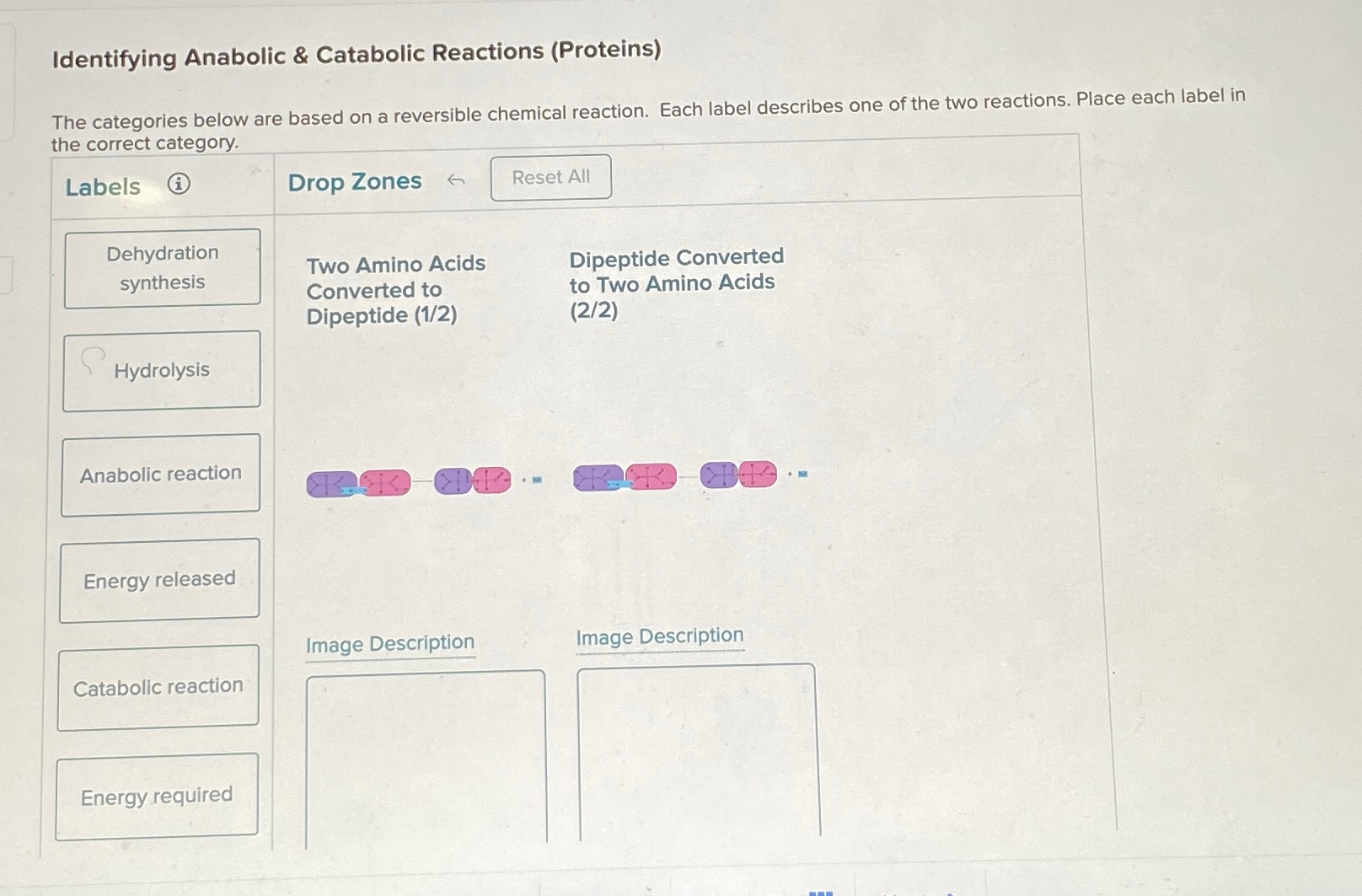 Solved Identifying Anabolic & Catabolic Reactions | Chegg.com