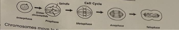 Solved In multicellular organisms, the cell cycle produces | Chegg.com