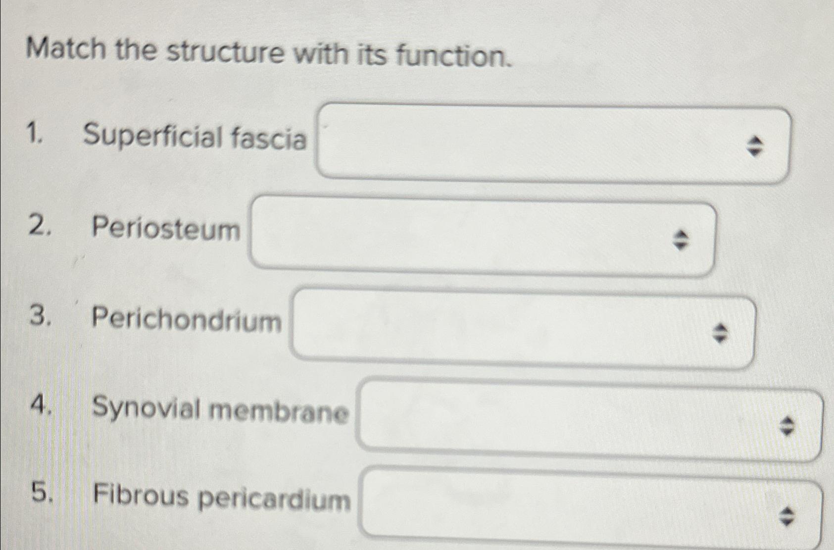 Solved Match the structure with its function.Superficial | Chegg.com