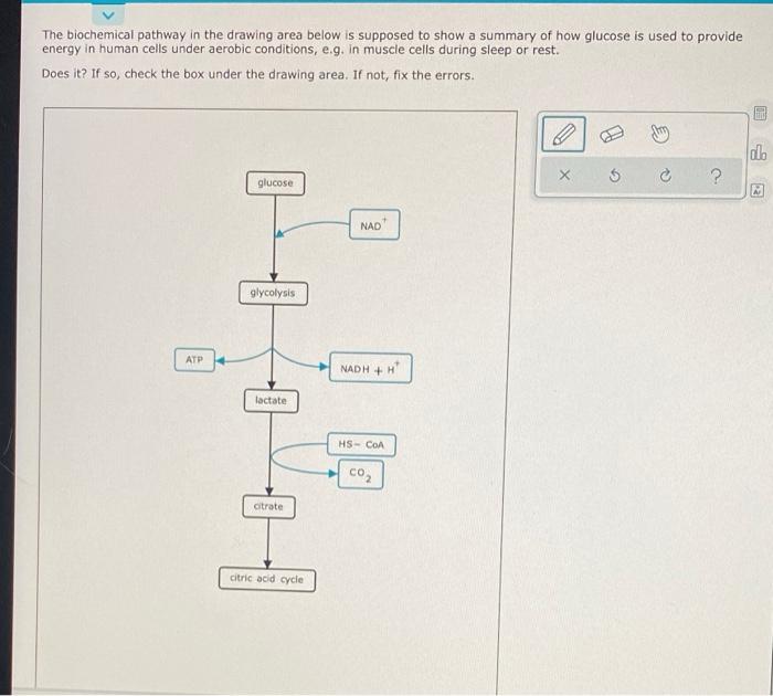 Solved The biochemical pathway in the drawing area below is | Chegg.com