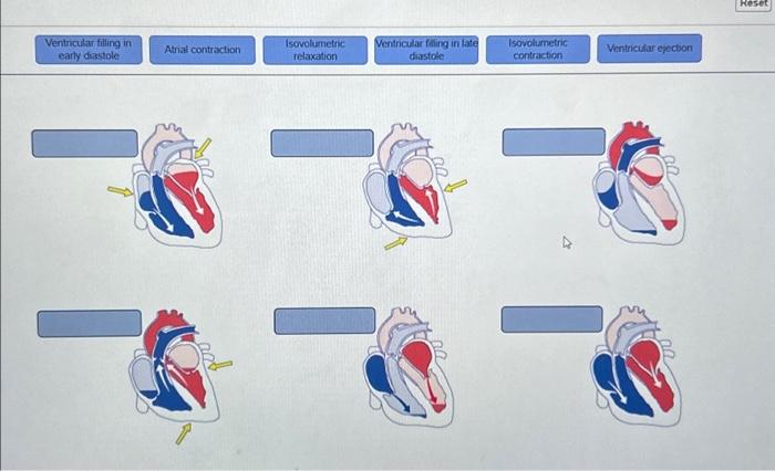 Solved Ventricular filling in early diastole Atrial | Chegg.com