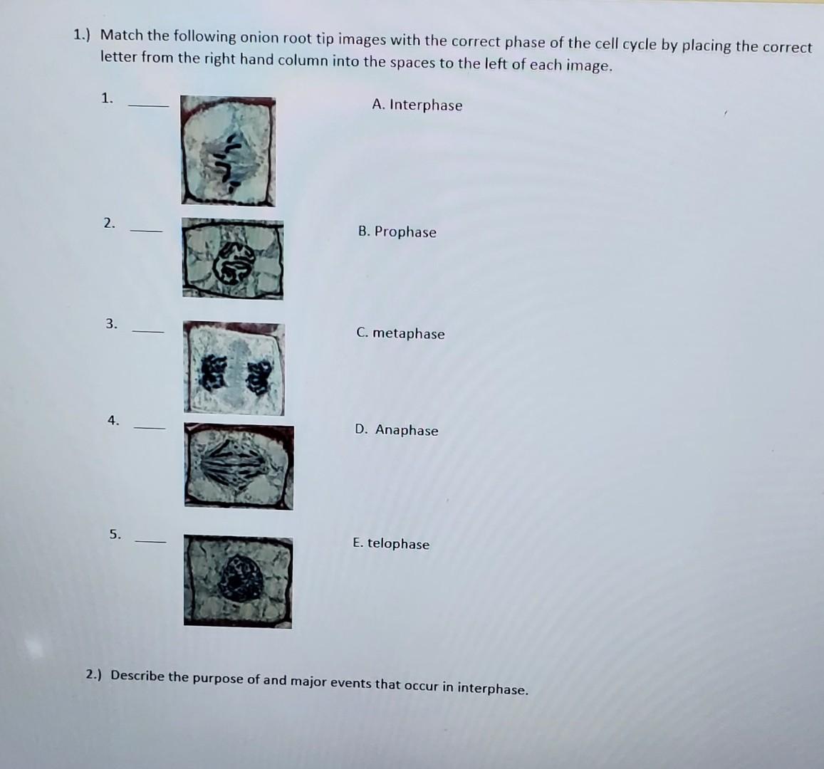 Solved 1.) Match the following onion root tip images with | Chegg.com