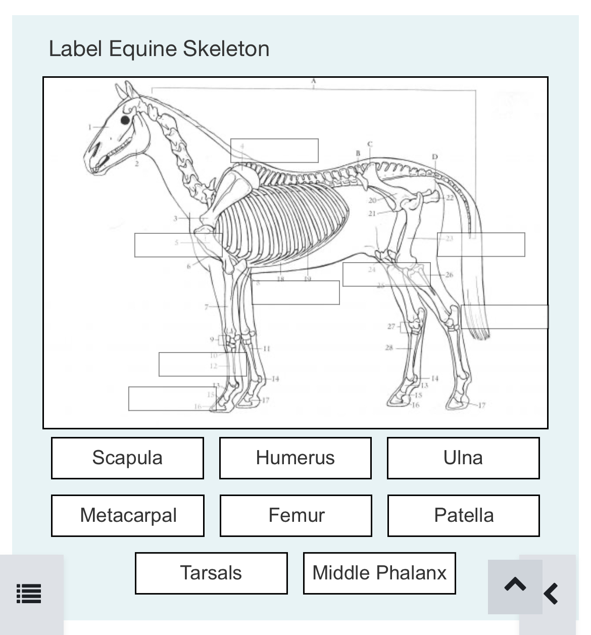 Solved Skeletal Systems: Canine SkeletonLabel Equine | Chegg.com