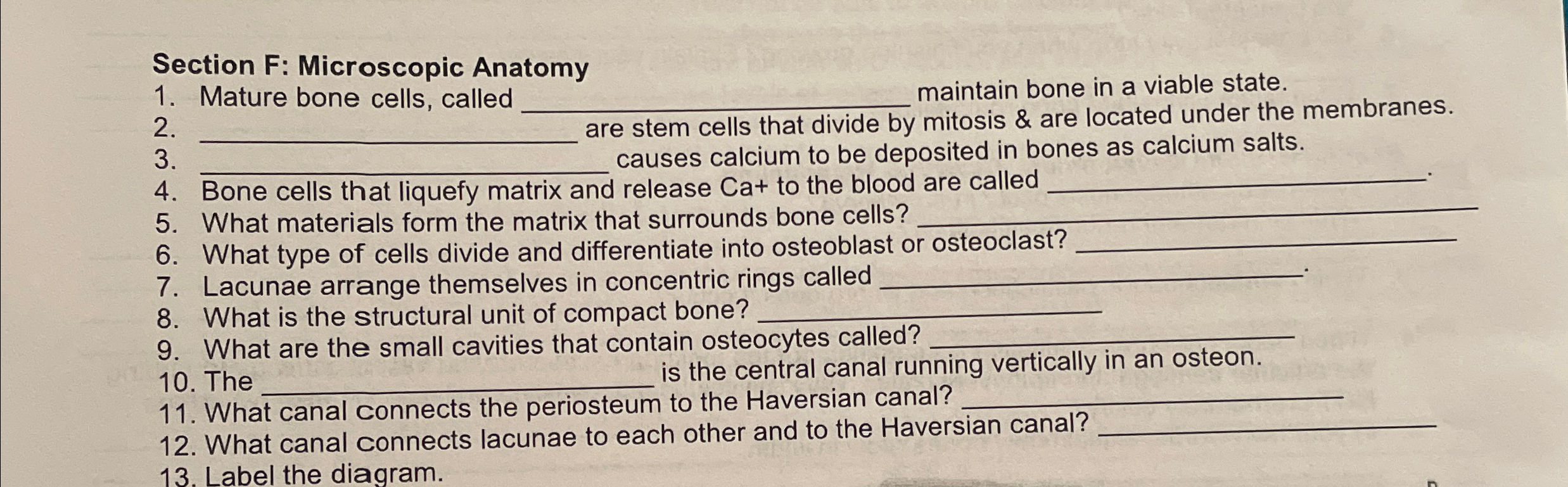 Solved Section F: Microscopic AnatomyMature bone cells, | Chegg.com