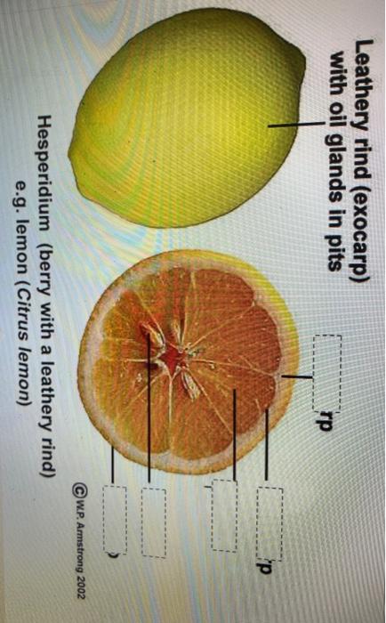 Solved C. ©w.P. Armstro Hesperidium (berry with a leathery | Chegg.com