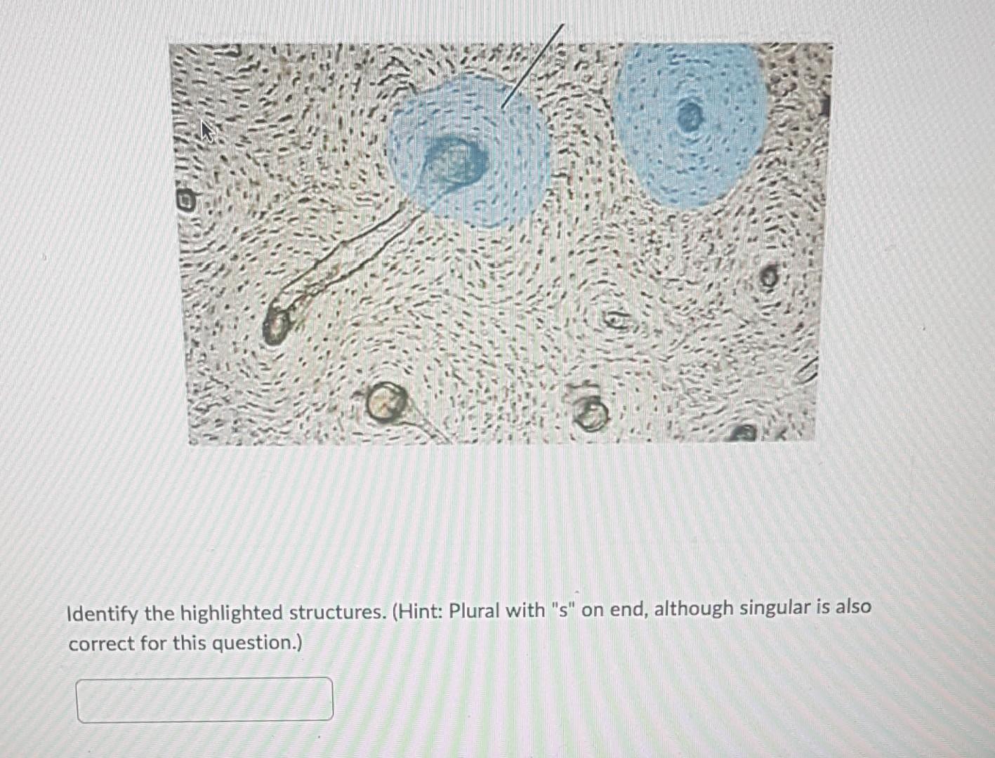 Solved Identify the highlighted structures. (Hint: Plural | Chegg.com