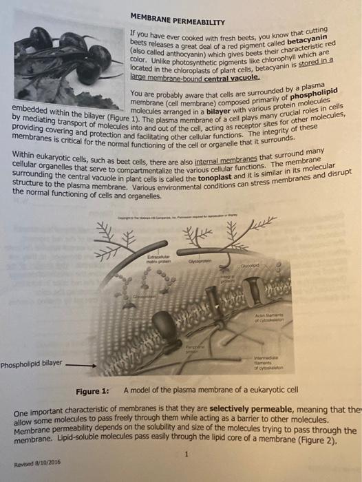 Solved MEMBRANE PERMEABILITY beets releases a great deal of | Chegg.com