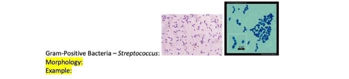 Solved Gram-Positive Bacteria-Streptococcus Morphology: | Chegg.com