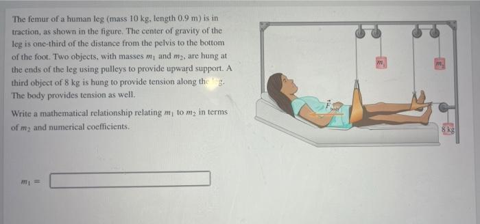 Solved The femur of a human leg (mass 10 kg, length 0.9 m) | Chegg.com