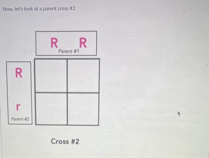 Solved Now, let's look at a parent cross #2. r Parent #2 | Chegg.com