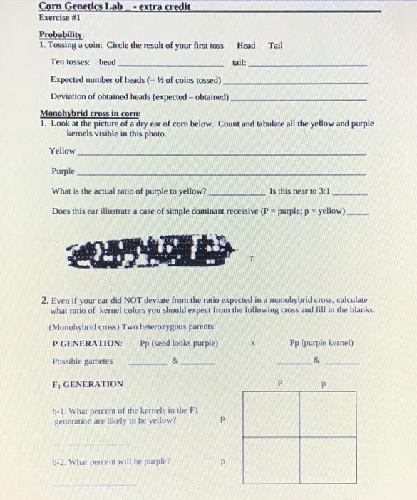 Solved Corn Genetics Lab - extra credit Exercise #1 | Chegg.com