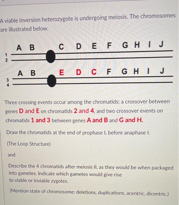 Solved A viable inversion heterozygote is undergoing | Chegg.com