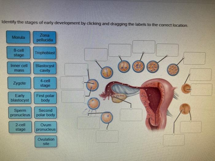 Solved Identify the stages of early development by clicking | Chegg.com