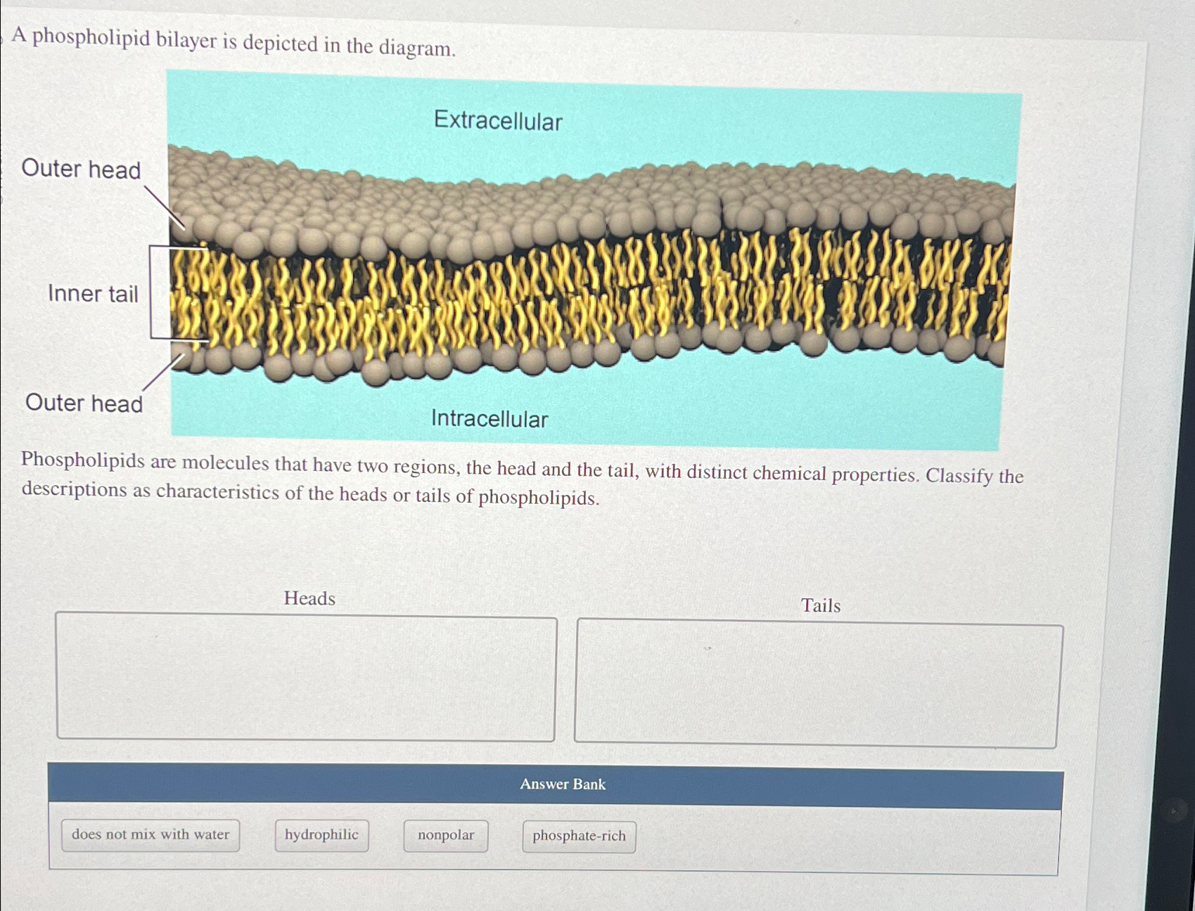 Solved A phospholipid bilayer is depicted in the | Chegg.com