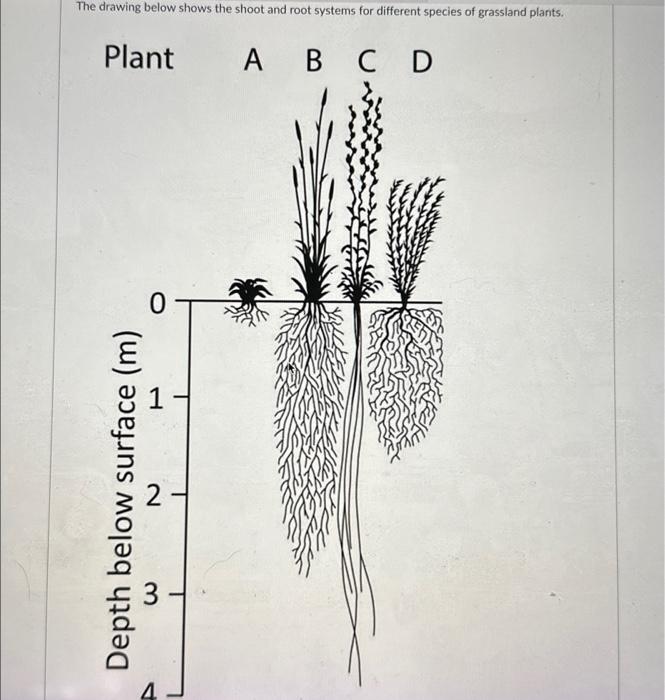 The drawing below shows the shoot and root systems | Chegg.com