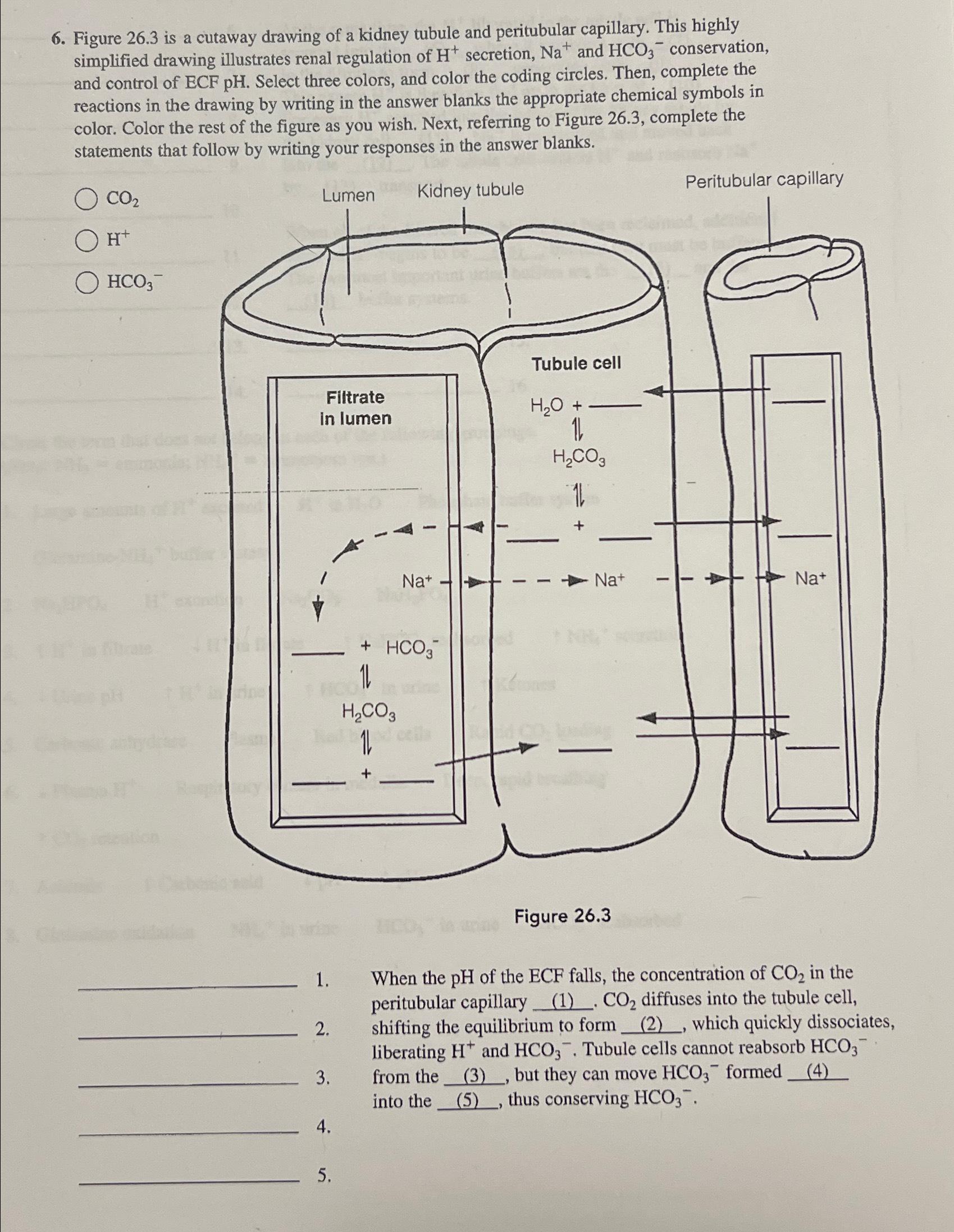 Solved Figure 26.3 ﻿is a cutaway drawing of a kidney tubule | Chegg.com