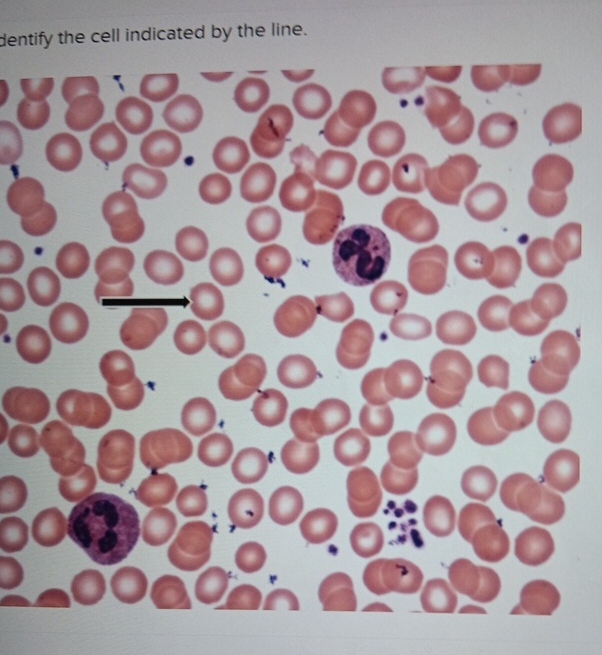 Solved dentify the cell indicated by the line. | Chegg.com