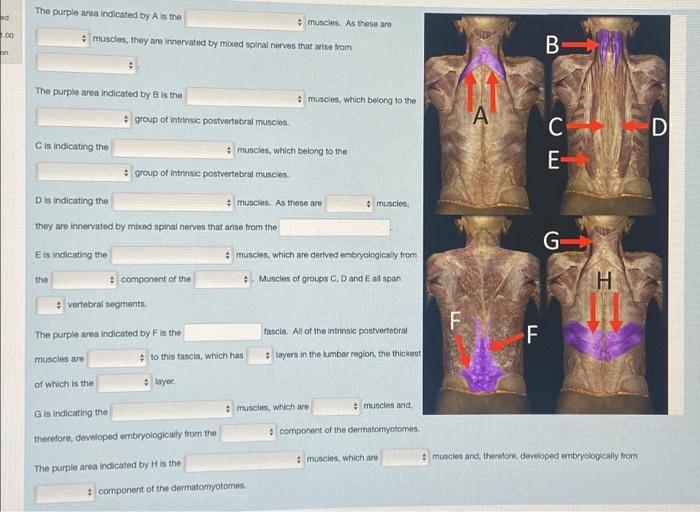 The purple area indicated by A is the od muscles. As | Chegg.com