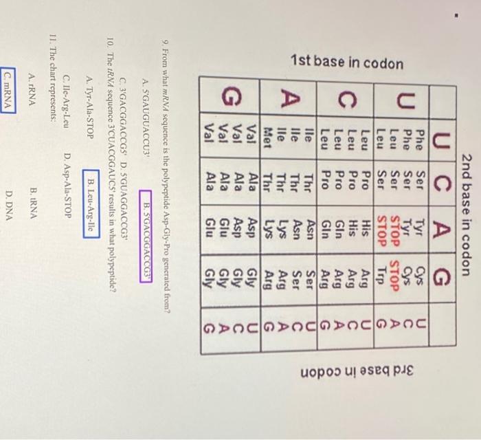 Solved 2 nd base in codon \begin{tabular}{|c|c|c|c|c|c|} | Chegg.com