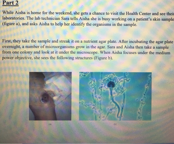 Solved Part 1A: After attending the Protista lab (Lab 2) of | Chegg.com