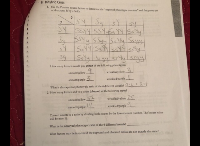 Solved B. Dihybrid Cross 1. Use the Pune quare below to | Chegg.com