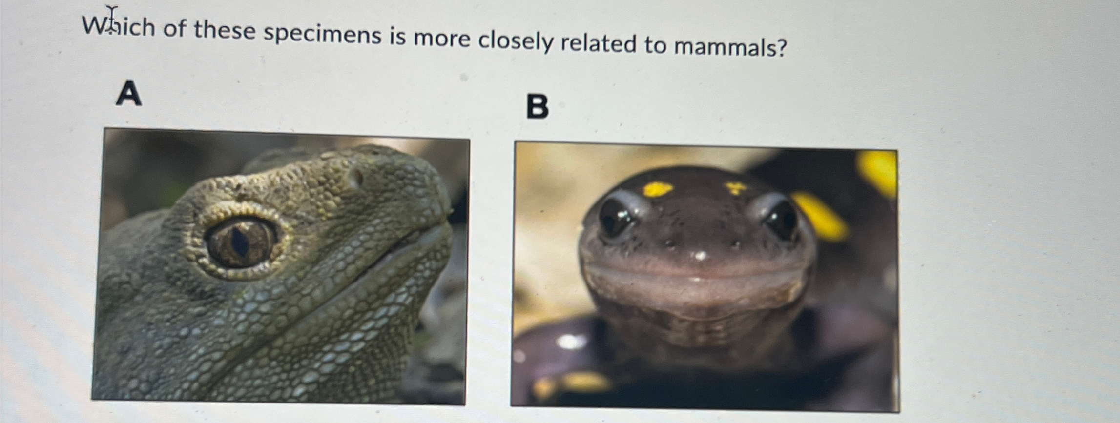 Solved Wich of these specimens is more closely related to | Chegg.com