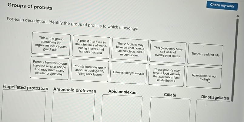 Solved Groups of protistsFor each description, identify the | Chegg.com