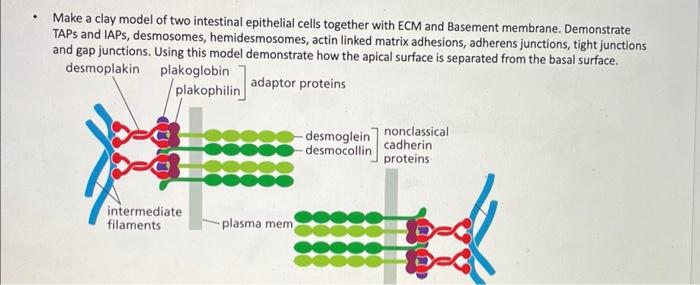 Solved Make a clay model of two intestinal epithelial cells | Chegg.com
