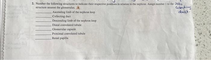 Solved 2. Number the following structures to indicate their | Chegg.com