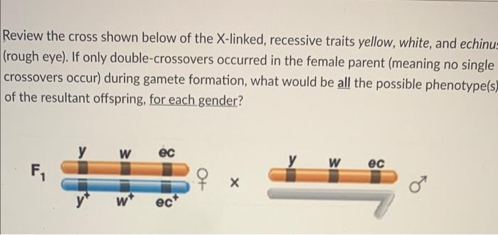 Solved Review the cross shown below of the X-linked, | Chegg.com