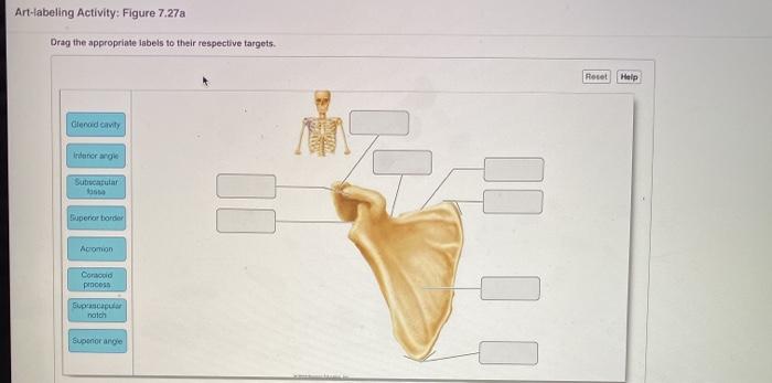 Art-labeling Activity: Figure 7.27a Drag the | Chegg.com