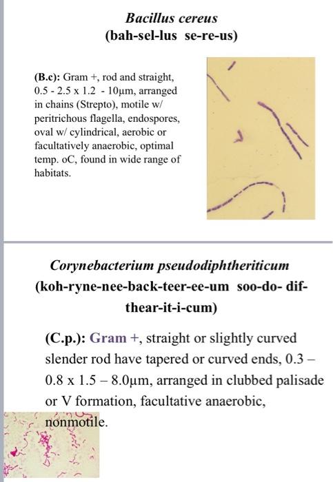 Bacillus Cereus Simple Stain