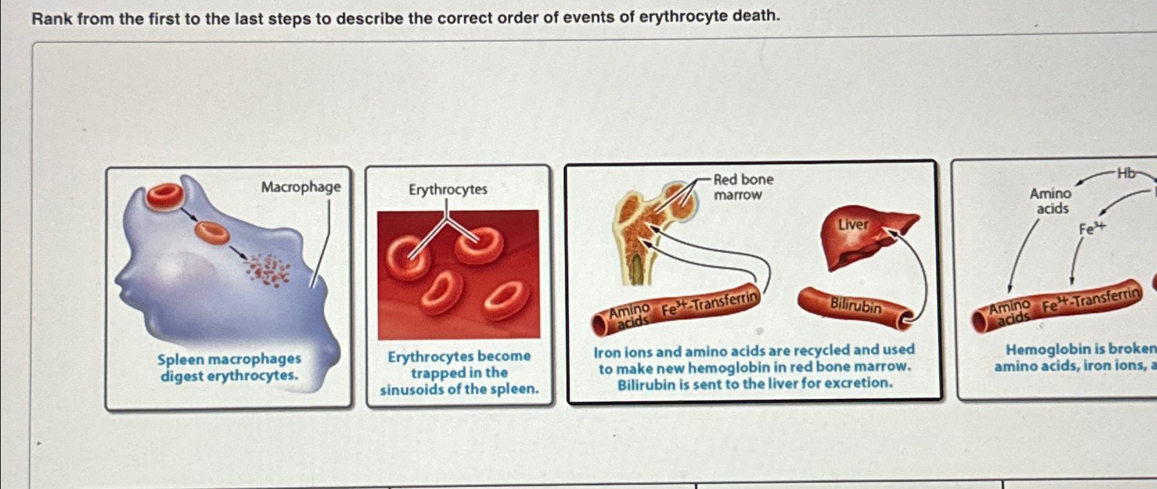 Solved Rank from the first to the last steps to describe the | Chegg.com