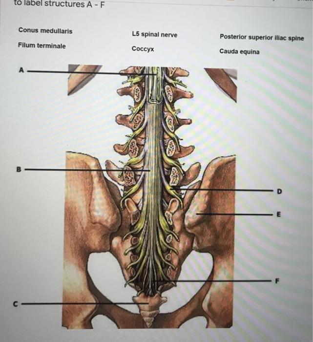 Spinal Cord Cauda Equina Conus Medullaris