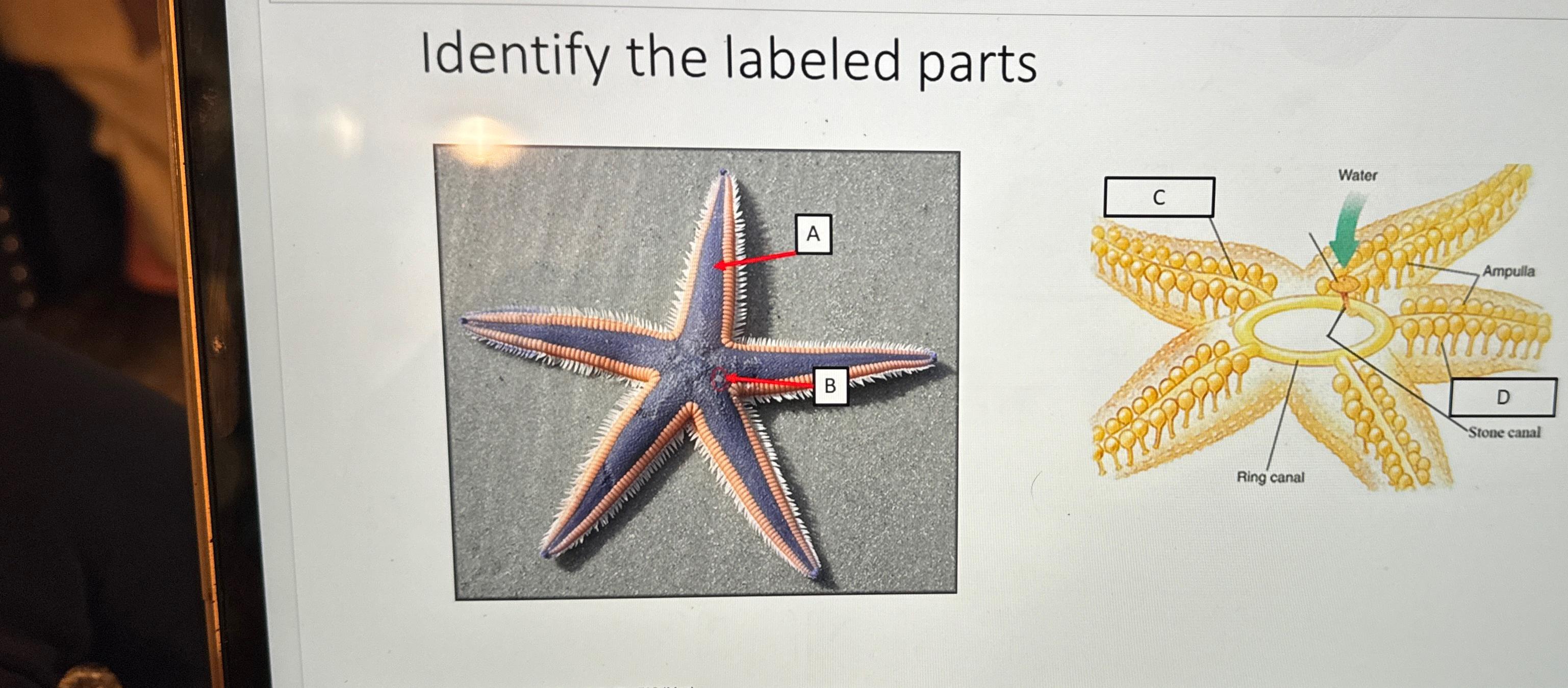 Identify the labeled parts | Chegg.com