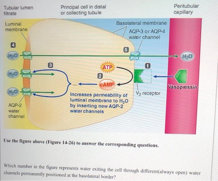 Solved Tubular lumen filtrate Principal cell in distal or | Chegg.com