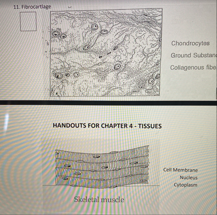 Solved 1. Simple Squamous Epithelium Nucleus -Gytoplasm Cell | Chegg.com