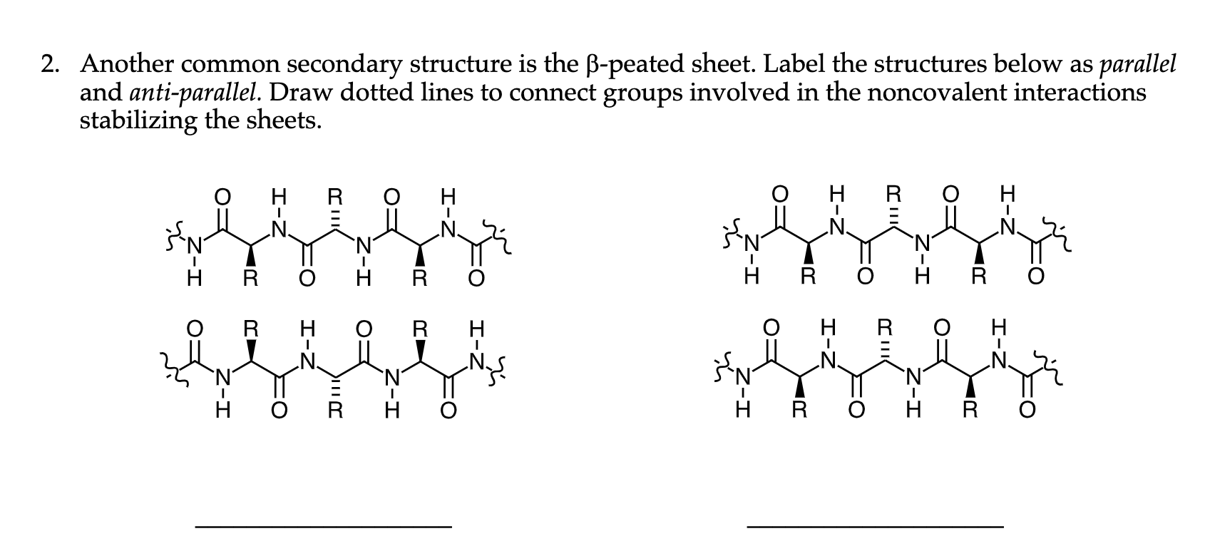Solved Another common secondary structure is the β-peated | Chegg.com