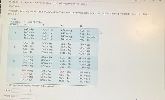 Solved The coding strand of a DNA molecule contains the | Chegg.com