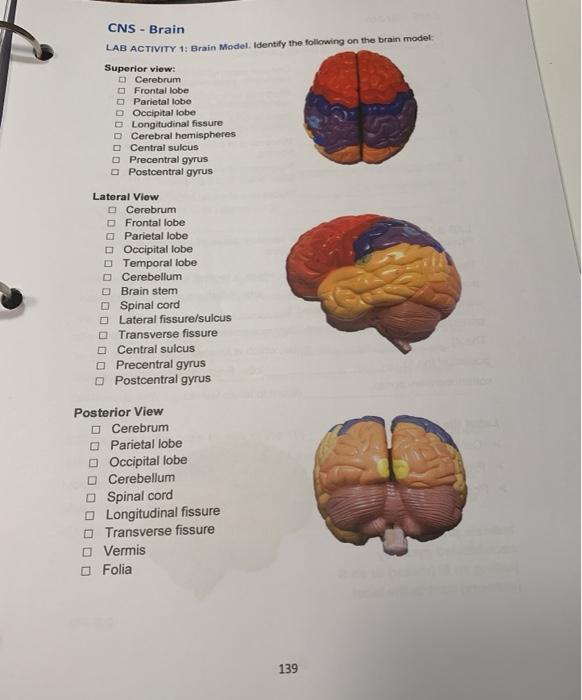 Solved CNS - Brain LAB ACTIVITY 1: Brain Model. Identify the | Chegg.com