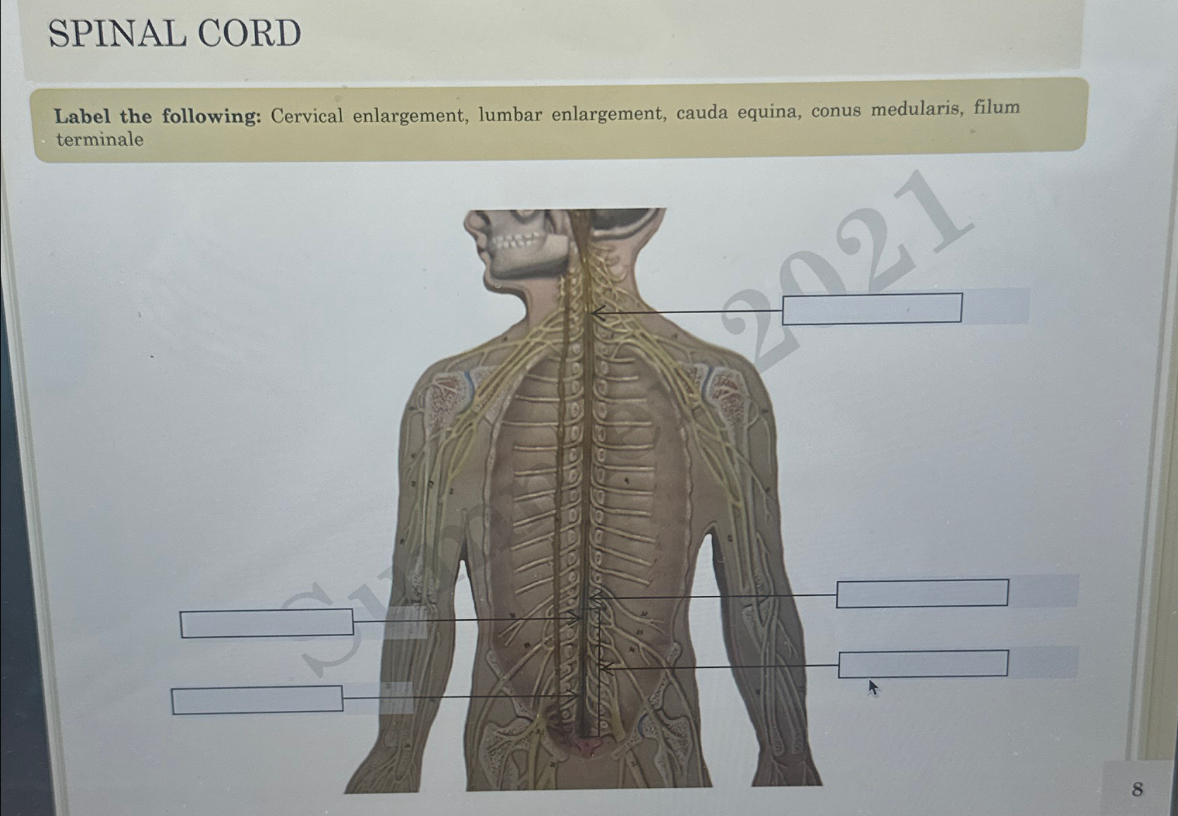 SPINAL CORDLabel the following: Cervical enlargement, | Chegg.com