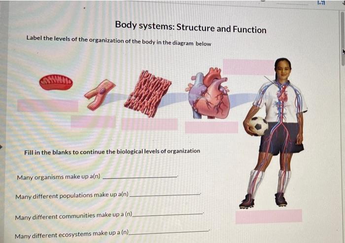Solved 1.1 Body systems: Structure and Function Label the | Chegg.com