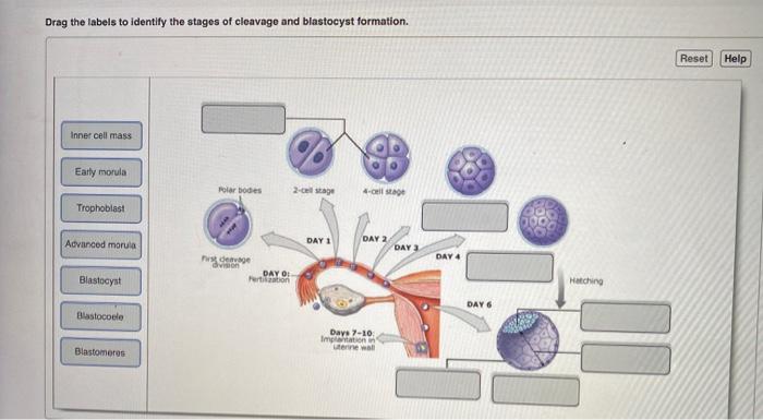 Solved Drag the labels to identify the stages of cleavage | Chegg.com
